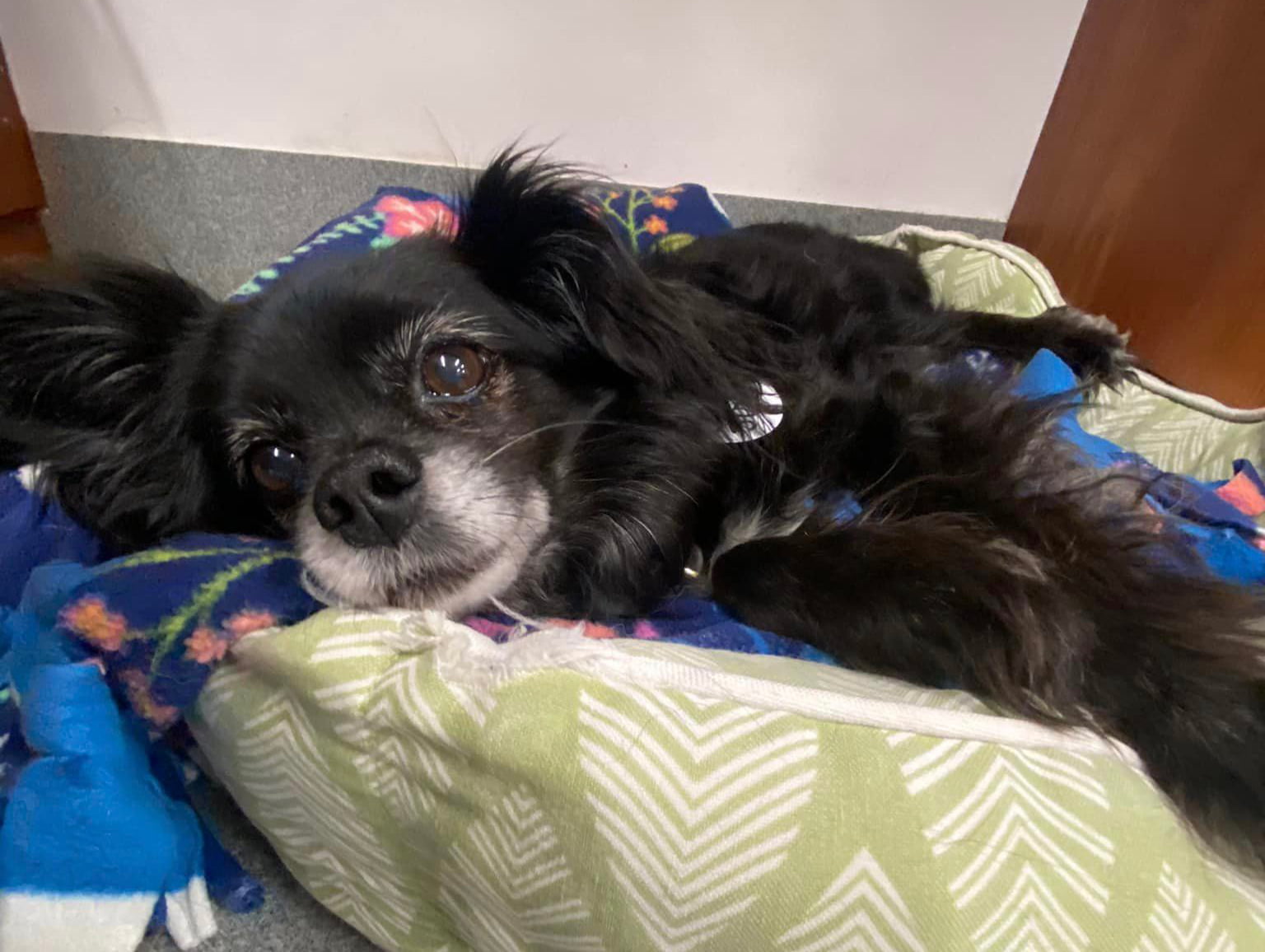 Dog Boarding Nottingham, MD | Best Friends Fur Ever