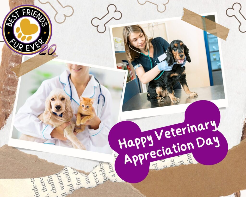 Celebrating Veterinary Appreciation Day: Honoring Our Unsung Heroes in ...