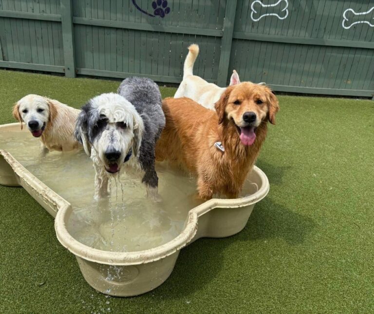 Dog Daycare in Baltimore & Harford Counties, MD | Best Friends Fur Ever