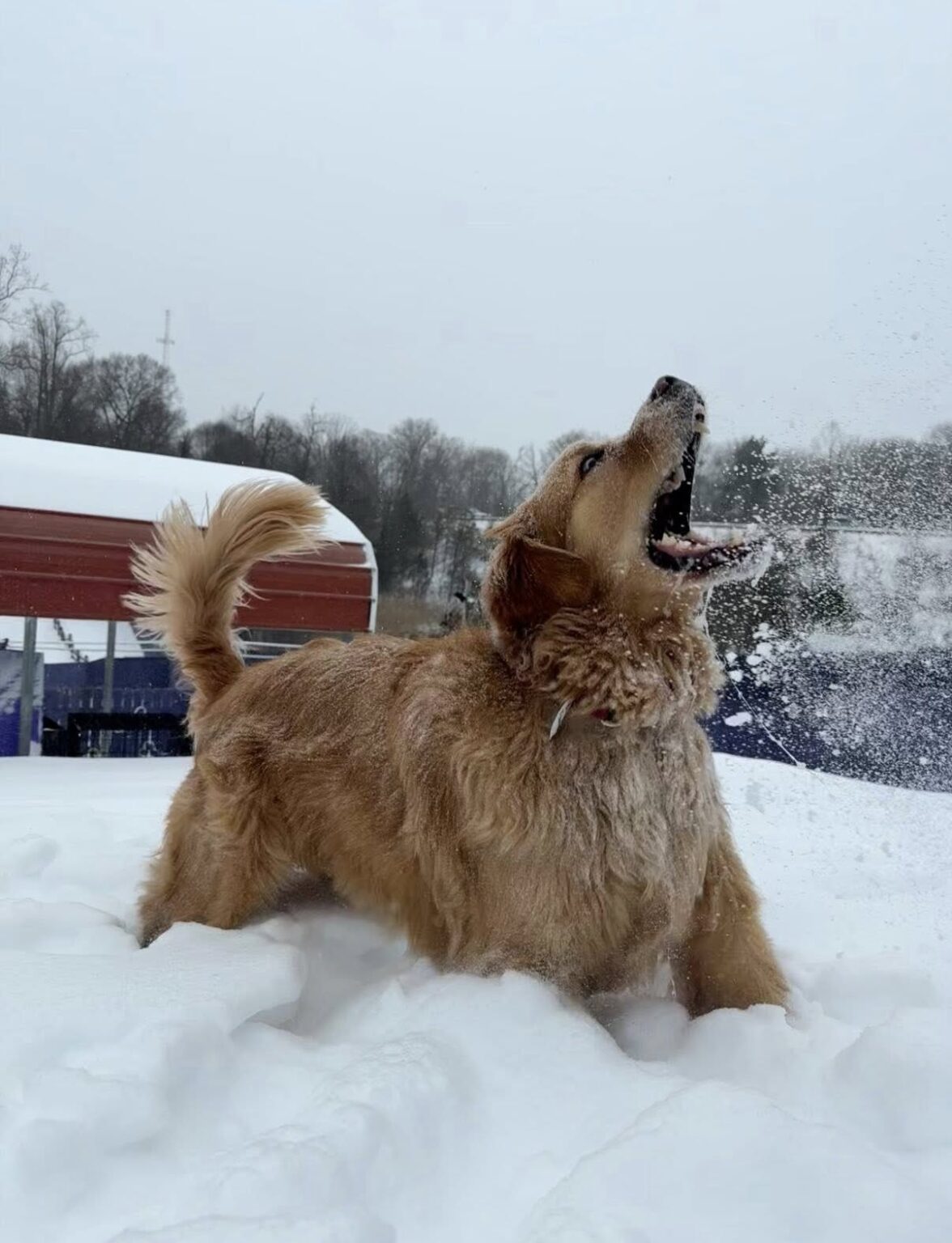 Snow, Dogs, and Winter: Is Daycare Still Worth It? - Best Friends Fur ...